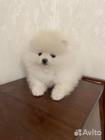 Щпицулька - красатулька