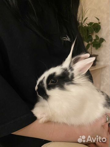 Декоративный кролик в дар