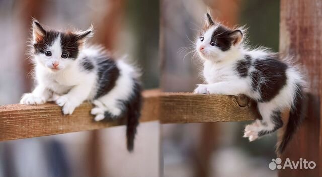 Котенок 1 месяц