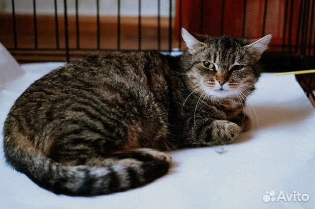 Кошечка Мыша никому не нужна