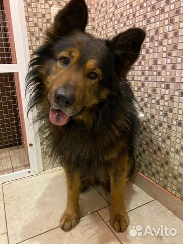 Собака мальчик Мишка 6 лет