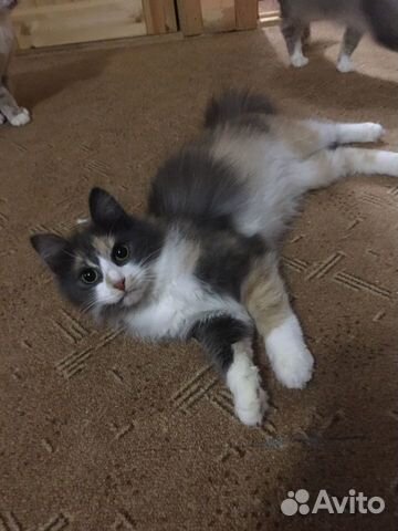 Софочка ищет дом