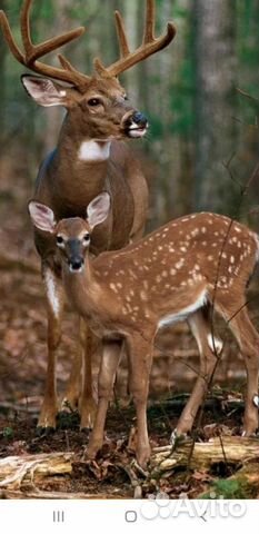 Олень лесной