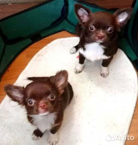 Чихуахуа мальчик и девочка. Шоко. 4мес