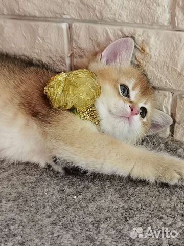 Британская золотая принцесса