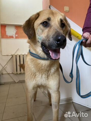 Собака в добрые руки