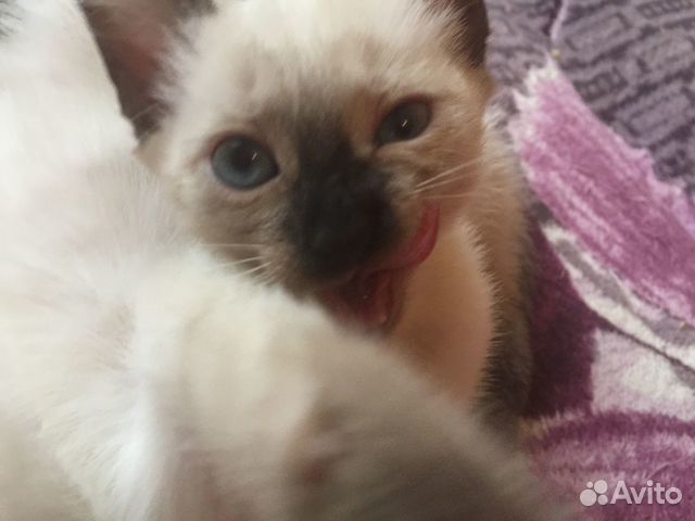 Тайские(сиамские) котята