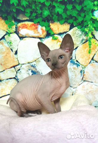 Канадский сфинкс Самая обаятельная