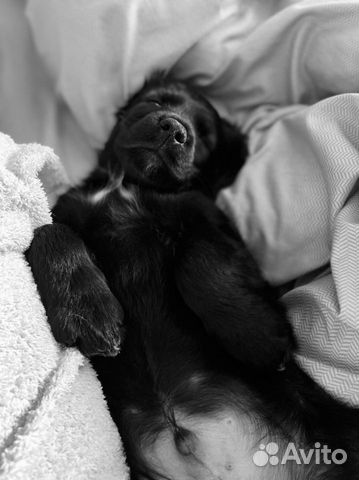 Кокер-спаниель щенок