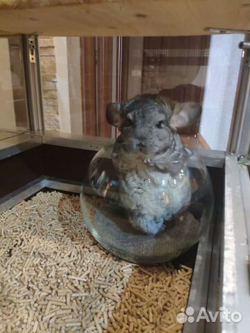 Шиншилла вместе с витриной