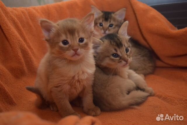 Очаровашки