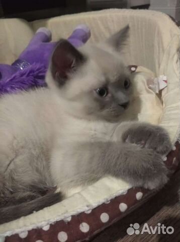 Шотландский прямоухий котенок