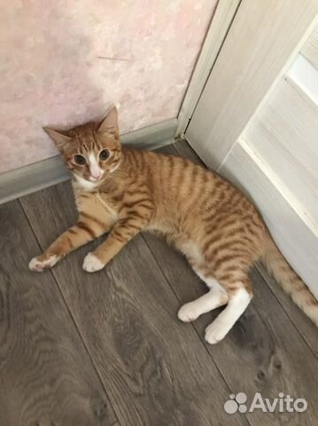 Котенок в добрые руки