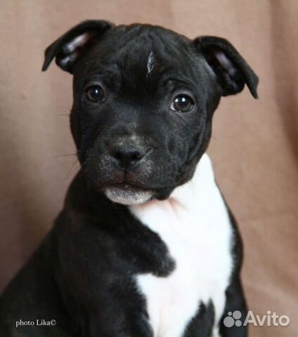 Стаффордширский бультерьер