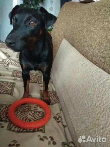 Продам Ягдтерьера