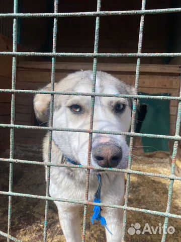 Стич с первого раза запоминает команды