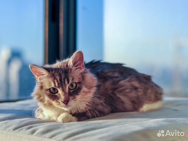 Котенок сибирская 7 мес ищу семью для девочки