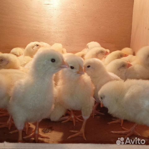 Цыплята бройлеры Росс 308 и Редбро