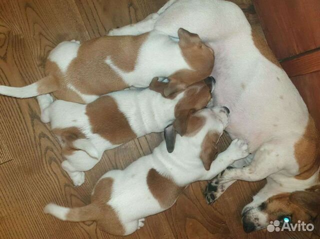 Щенки джек Рассел терьер гладкошерстный