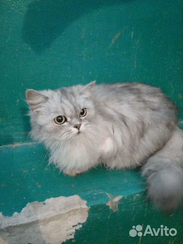 Найдена породистая кошка