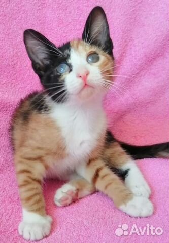 Котёнок в добрые руки