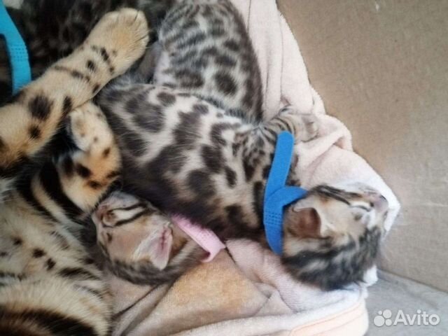 Бенгальские котята 2 мальчика