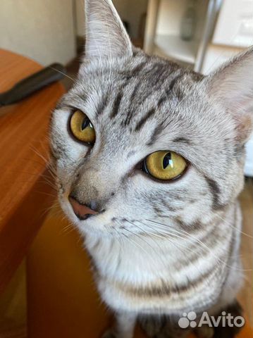 Кот Тоби