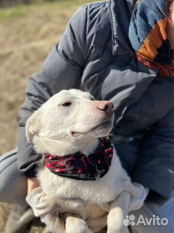Нежное создание погибнет в клетке