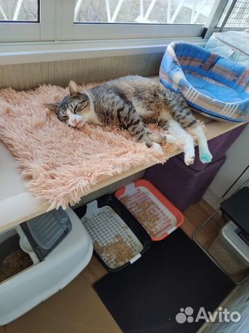 Кот бесплатно