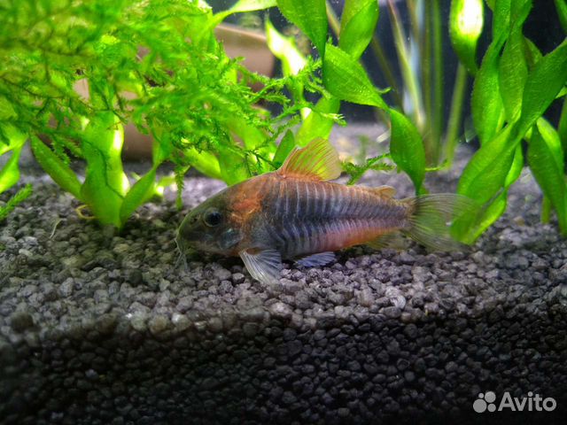 Рыбка в аквариум Коридорас венесуэла оранж