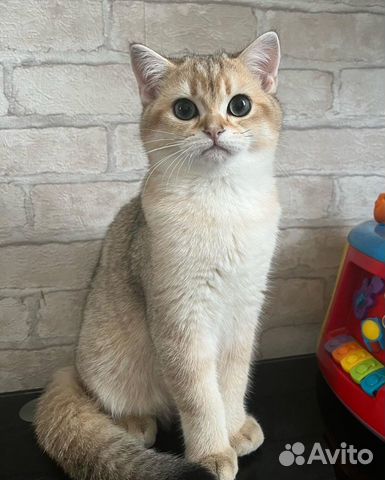Котик страйт