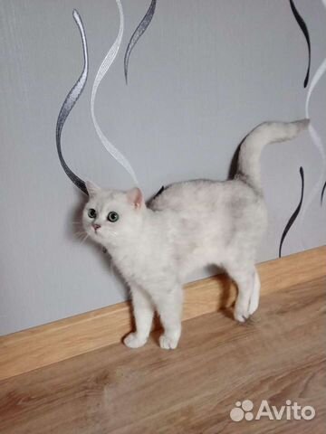 Британский кот