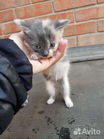 Котёнок "донской дворовой"