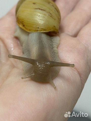 Улитки занзибарики