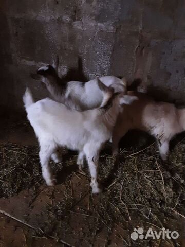 Козлята