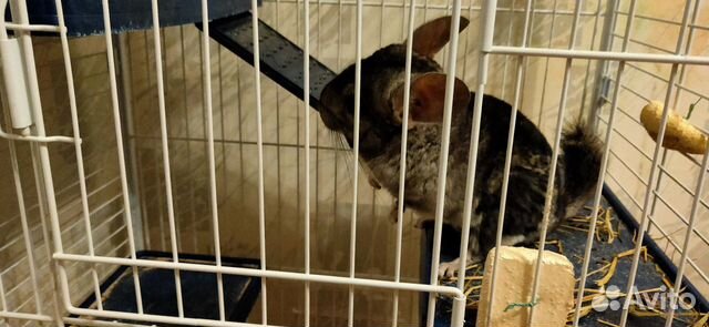 Шиншилла с клеткой