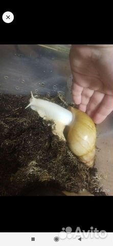 Улитки ахатины