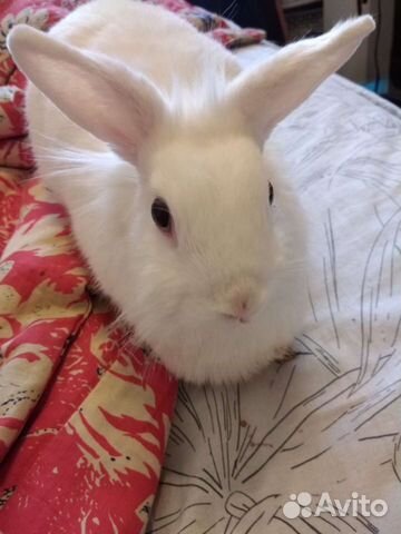 Кролик в добрые руки бесплатно
