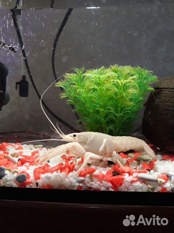 Аквариумные раки