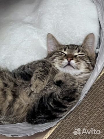 Котенок Бомбейской кошки