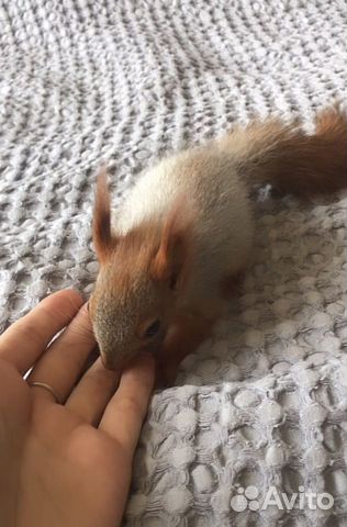 Бельчата вальерного разведения