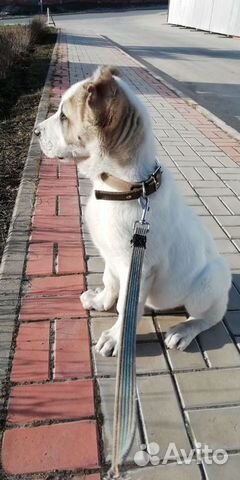 Девочка сао алабай в добрые руки