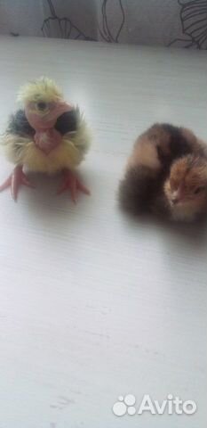 Продам птинцов Голешейка помесь с Ухейилюй