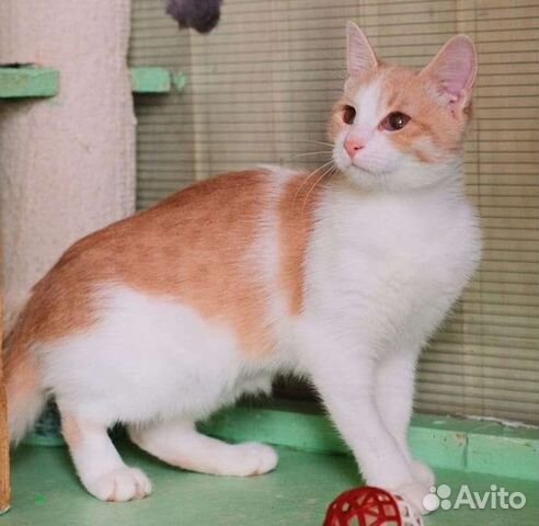 Особенный котенок Ника