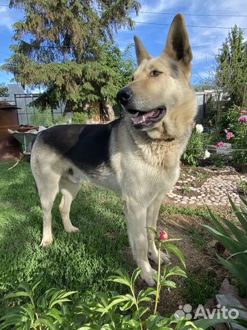 Кобель Вео на случку. Восточноевропейская овчарка