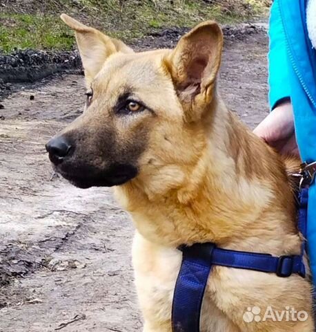 Овчарка щенок метис Лилу ждёт свою семью