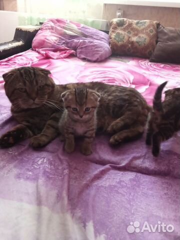 Шотландские котята