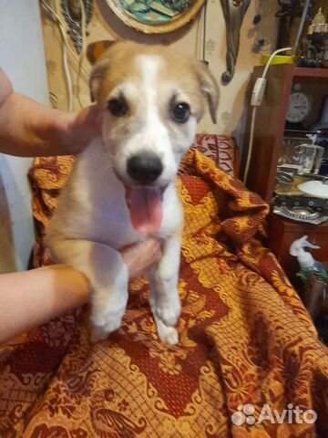 Соня ищет надежную семью