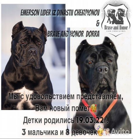 Щенки кане корсо