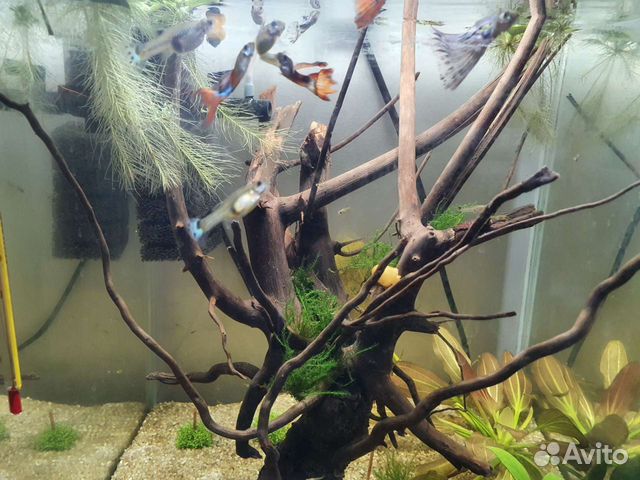 Мальки гуппи